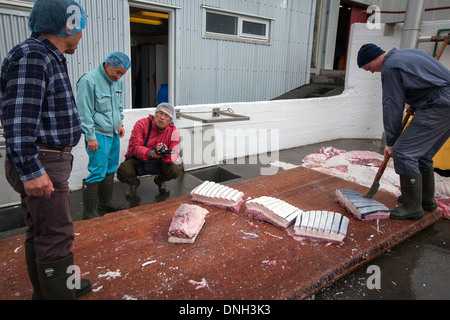 CUTTING UP OF FINBACK WHALES AT THE SEASIDE RESORT OF HVALFJORDUR, THE ...