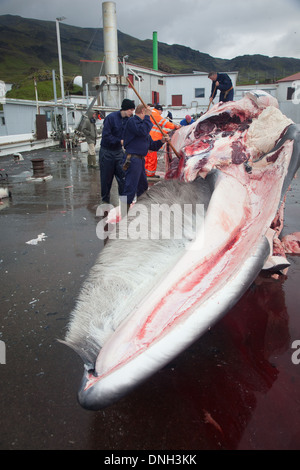 CUTTING UP OF A FINBACK WHALE AT THE SEASIDE RESORT OF HVALFJORDUR, THE ...