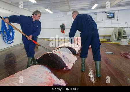 CUTTING UP OF A FINBACK WHALE AT THE SEASIDE RESORT OF HVALFJORDUR, THE ...