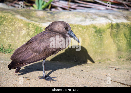 Hamerkop (Scopus umbretta), Hammerkop, Hammerkopf, Hammerhead ...