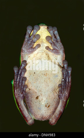 Frog stuck on glass window, Hyla sp., Fazenda San Francisco, Miranda ...