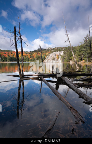 autumn trees on the rocky shore of the river Stock Photo - Alamy
