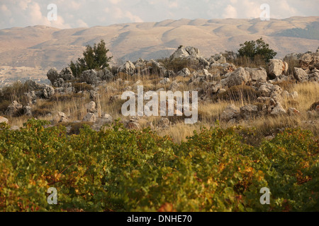 CHATEAU KEFRAYA VINEYARDS, BEKKA VALLEY, THE MOUNTAINS IN THE ...