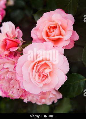 Close-up of Rose flowers, Ravello, Amalfi Coast, Salerno, Campania ...