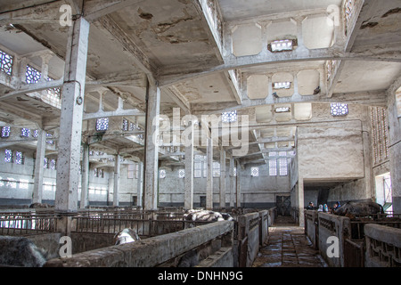 Interior of a slaughterhouse Stock Photo - Alamy