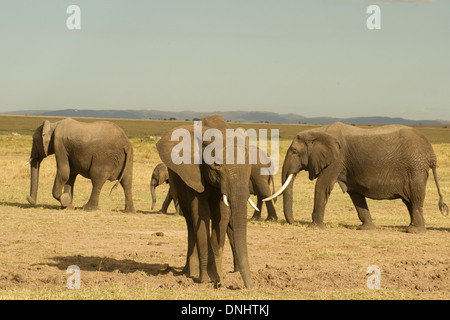 Giant african forest elephants (Loxodonta cyclotis) in the Dzanga Bai ...