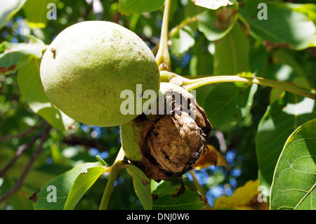 Walnut shell inside its green husk closeup on cut wooden trunk ...