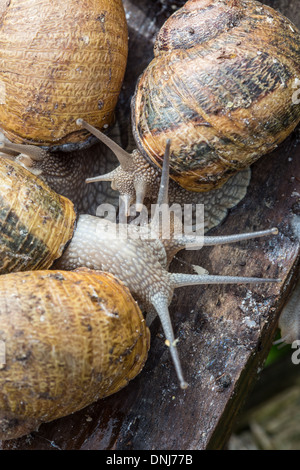 BIG GREY SNAILS (HELIX ASPERSA MAXIMA), L'ESCARGOTIERE SNAIL FARM ...