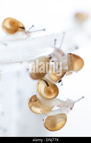 AFTER THE HATCHING OF THE EGGS, GATHERING THE BABY SNAILS TO DISPERSE ...