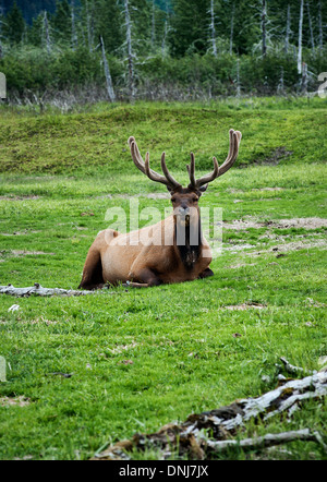 Buck deer, Alaska Stock Photo - Alamy