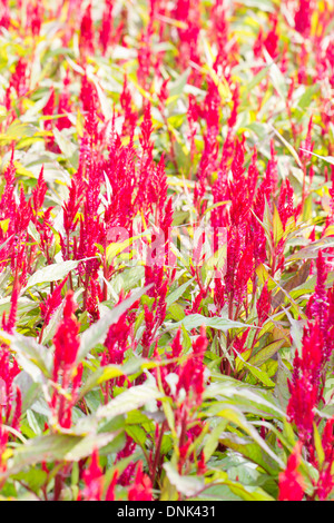 Plumed Cockscomb (Celosia argentea). Purple flower head Stock Photo - Alamy