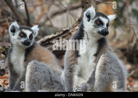 Lemurs of Madagascar Stock Photo - Alamy