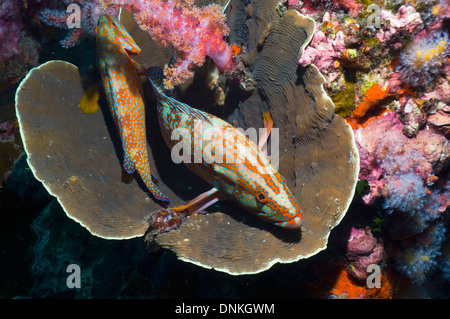 Coral hind (Cephalopholis miniata) lying in ambush amongst soft corals ...