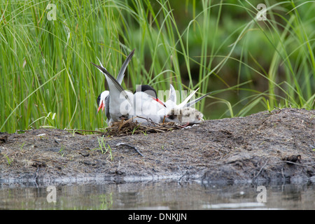 Common Tern breeding at Prestvannet Lake in Tromso, Norway Stock Photo ...