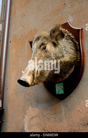 Italy, Orvieto. Stuffed boar's head with historic clock tower in the ...