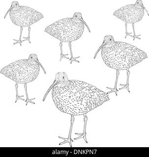 Eurasian Curlew, bird. Vector illustration Stock Vector Image & Art - Alamy