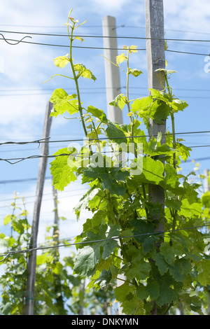 vine, sprout, vines, sprouts Stock Photo - Alamy
