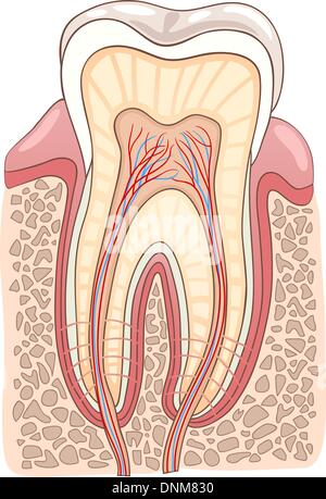Tooth Anatomy. Cross-section of dentin. Anatomy and Histology. Dentinal ...
