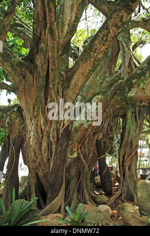Figueira, Fig tree, Brazil, Santa catarina, Florianopolis Stock Photo ...