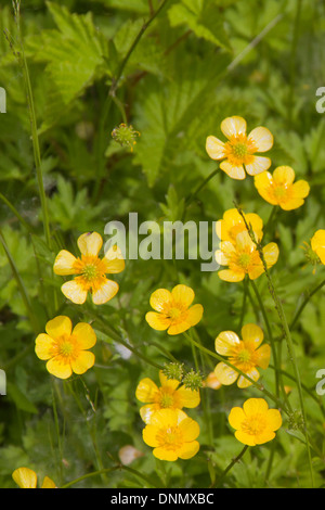 Western Buttercup (Ranunculus occidentalis Stock Photo - Alamy