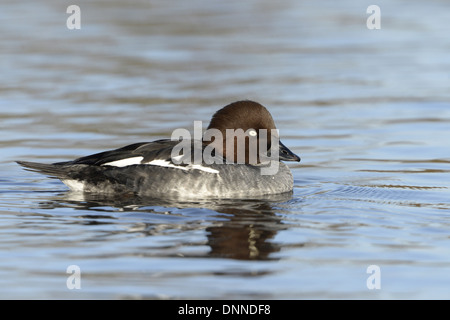 GOLDENEYE BUCEPHALA CLANGULA FEMALE SWIMMING SV Stock Photo - Alamy