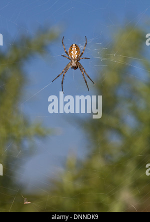 Orb-weaver Spider (Neoscona adianta) mating, England Stock Photo - Alamy