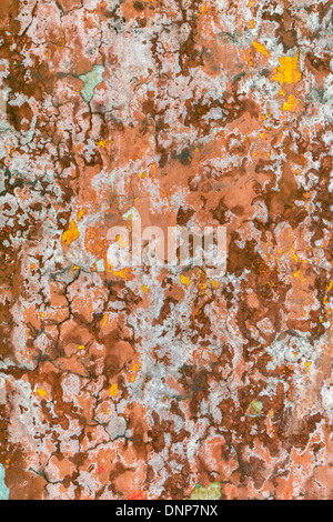 India, Rajasthan, Jaipur, paint, plaster wall Stock Photo - Alamy