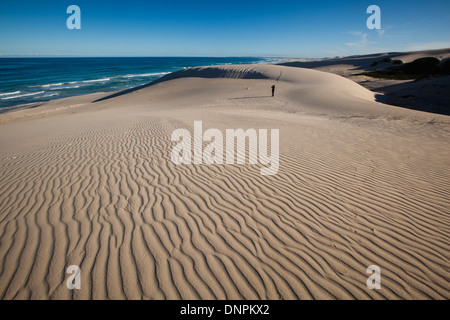 Coastal dunes & beach at De Hoop Nature Reserve, Western Cape, South ...