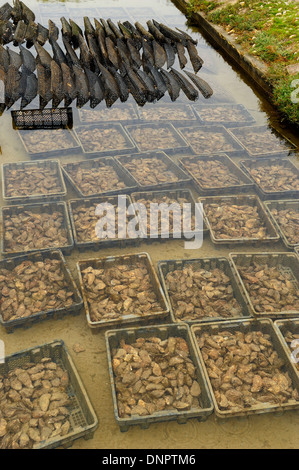 Oysters matured in a claire freshwater pool in Charente-Maritime ...