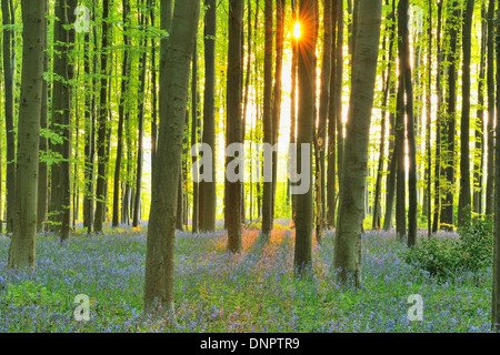 Sun through Beech Forest with Bluebells in Spring, Hallerbos, Halle ...