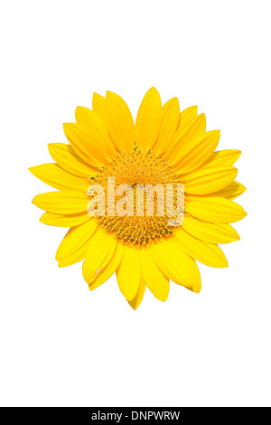 Yellow Sunflower Isolated on White Background Stock Photo - Alamy