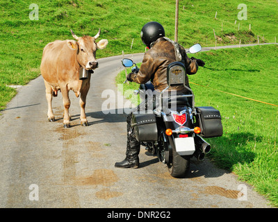 cow on a motorcycle Stock Photo - Alamy