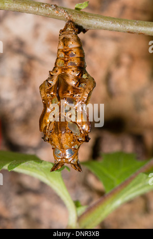 A pupa of the Common Sergeant butterfly Stock Photo - Alamy