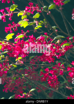 A vertical closeup of flowering currant tree in sunlight Stock Photo ...