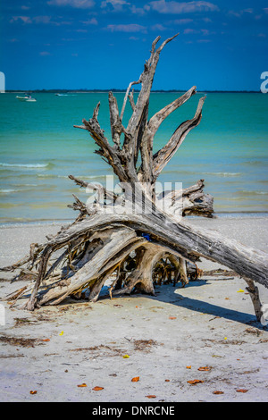 Dead tree on the beach of Sanibel Island, Florida USA Stock Photo - Alamy