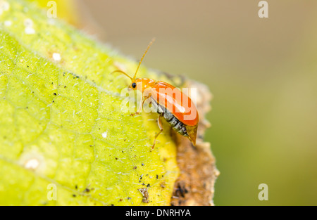 Close up og young Rice Thrips, pumpkin pest Stock Photo - Alamy