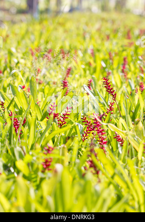 Close-up of a bromeliad rosette with pink-edged, sword-shaped green ...