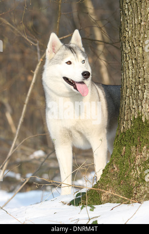 Dog Siberian Husky standing behind a tree Stock Photo - Alamy