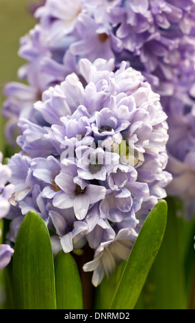 Close-up Hyacinth flowers, natural plant portrait Stock Photo - Alamy