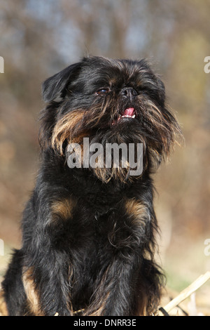 dog Belgian Griffon / Griffon Belge / Belgium Griffon puppy walking in ...