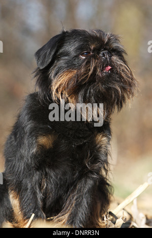 dog Belgian Griffon / Griffon Belge / Belgium Griffon adult portrait ...