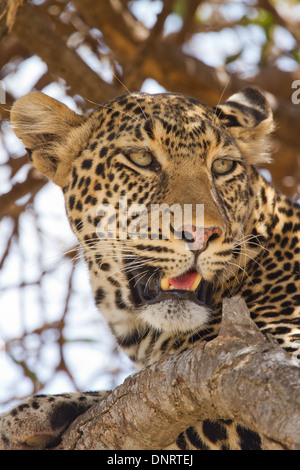 Leopard portrait Male leopard Stock Photo - Alamy