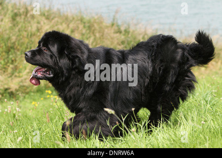 Dog Newfoundland / adult running in a meadow Stock Photo - Alamy