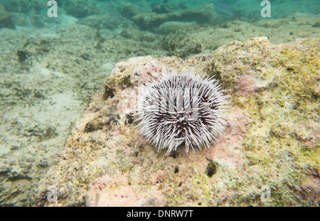 A sea Urchin underwater. Taken in the Caribbean sea off the coast of ...