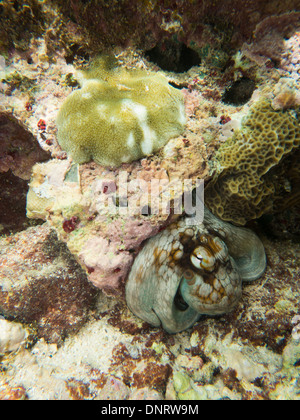 An Octopus in the shallows of the coast of Curacao Stock Photo - Alamy