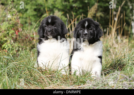 Dog Newfoundland / two puppies sitting in a meadow Stock Photo - Alamy