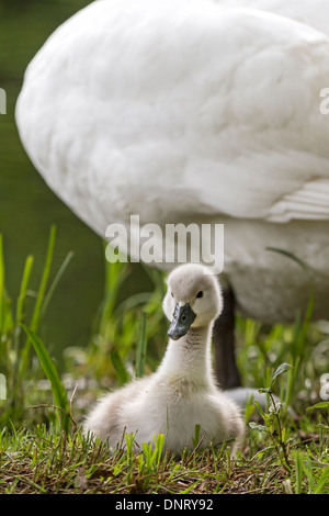 The white swan with young a fledgling swans in water Stock Photo - Alamy