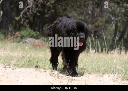 Dog Newfoundland / adult running in a meadow Stock Photo - Alamy