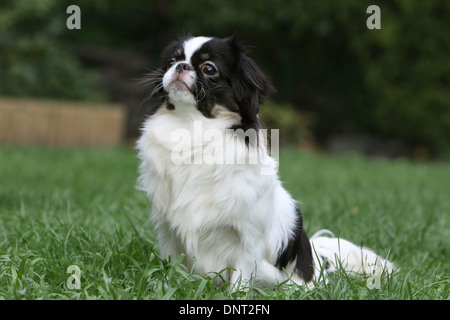 Japanese Chin, Japanese Spaniel sitting in front of white background ...