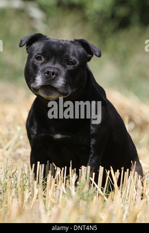 Old English Staffordshire Bull Terrier, dog standing at a lake Stock ...